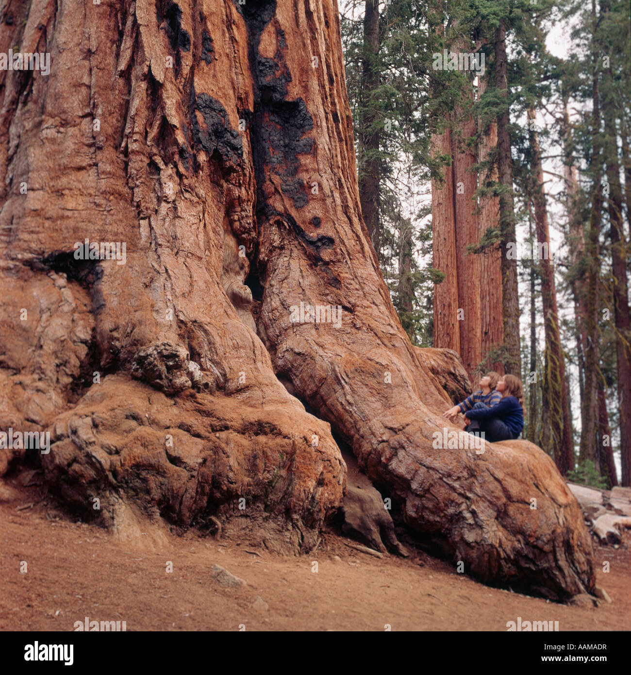 Sequoia tree child hi-res stock photography and images - Alamy