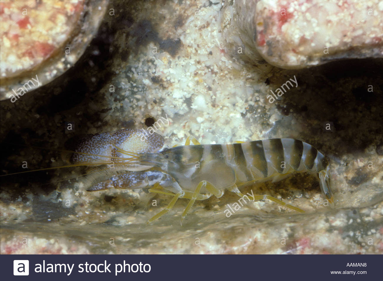 Pistol Shrimp Stock Photos & Pistol Shrimp Stock Images - Alamy