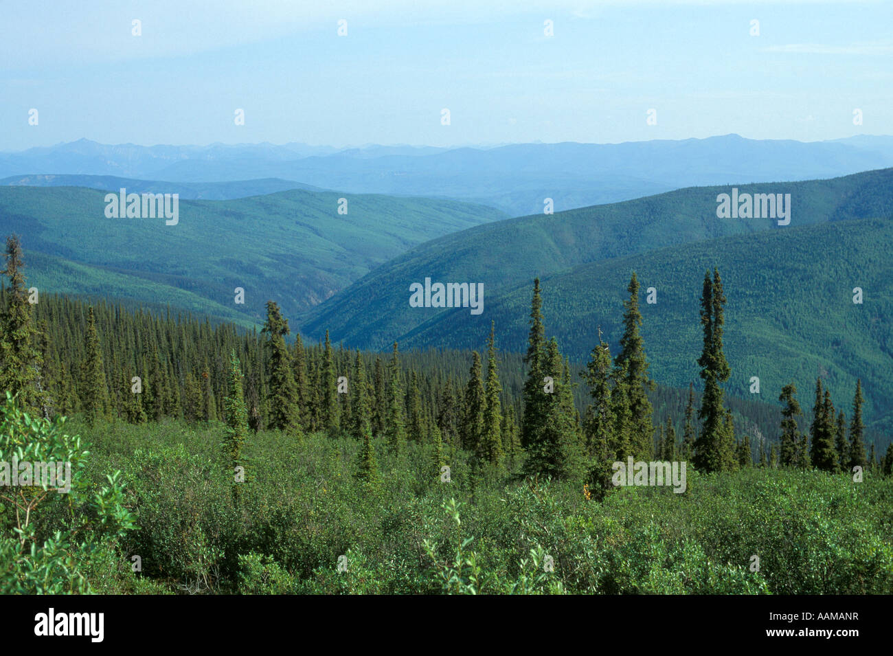 North american taiga hi-res stock photography and images - Alamy
