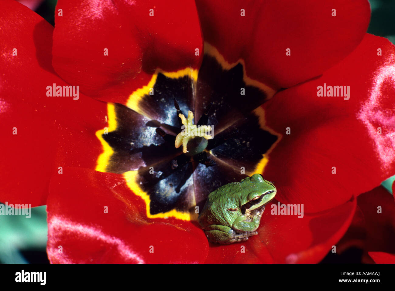 Tree frog hyla sp hi-res stock photography and images - Alamy