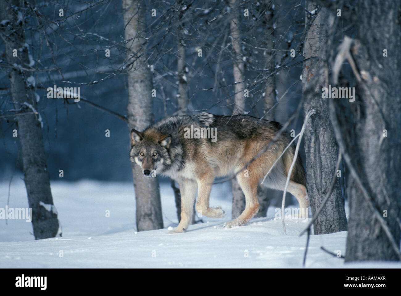 Kz4960 hi-res stock photography and images - Alamy