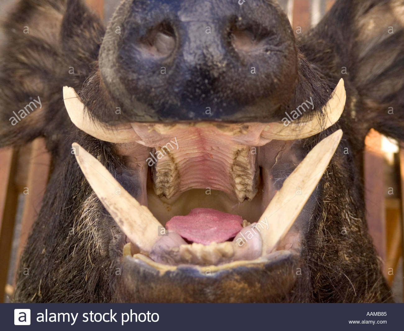Pig Head Open Mouth Stock Photos & Pig Head Open Mouth Stock Images - Alamy