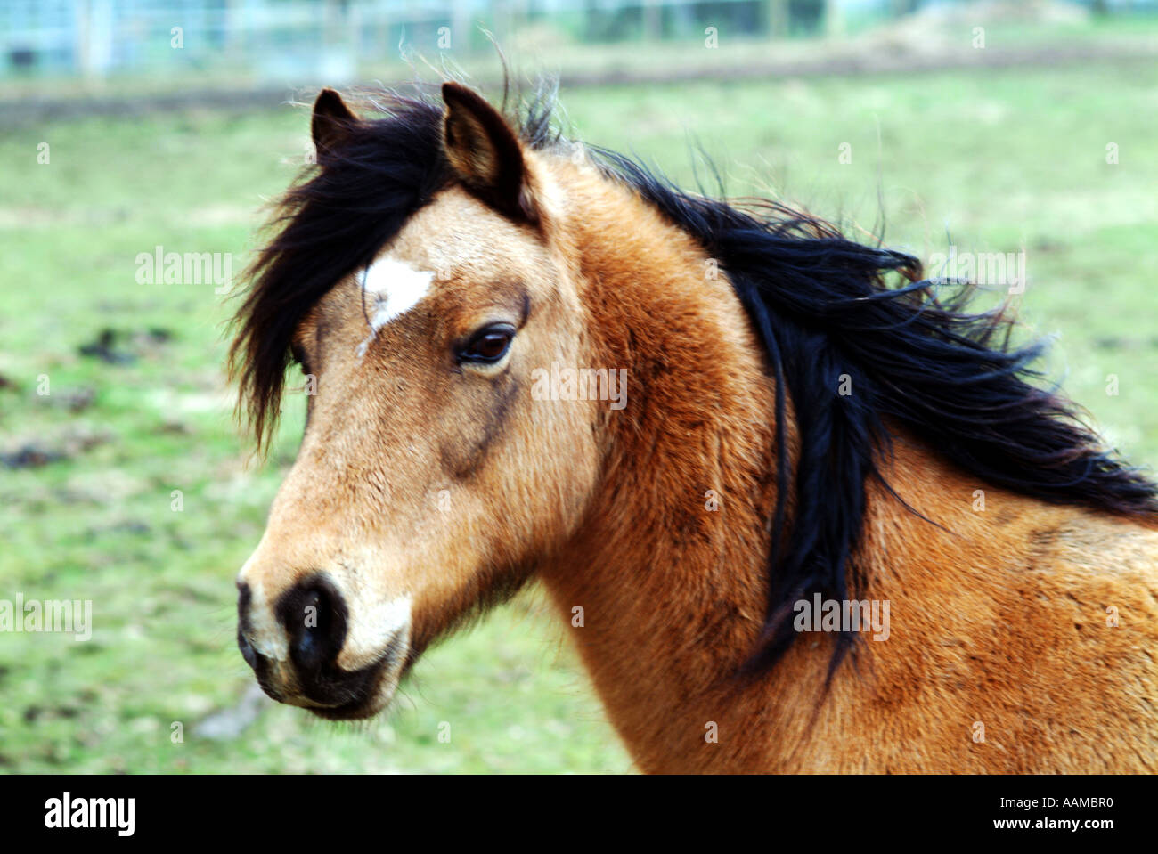 Pony nostrils hi-res stock photography and images - Alamy