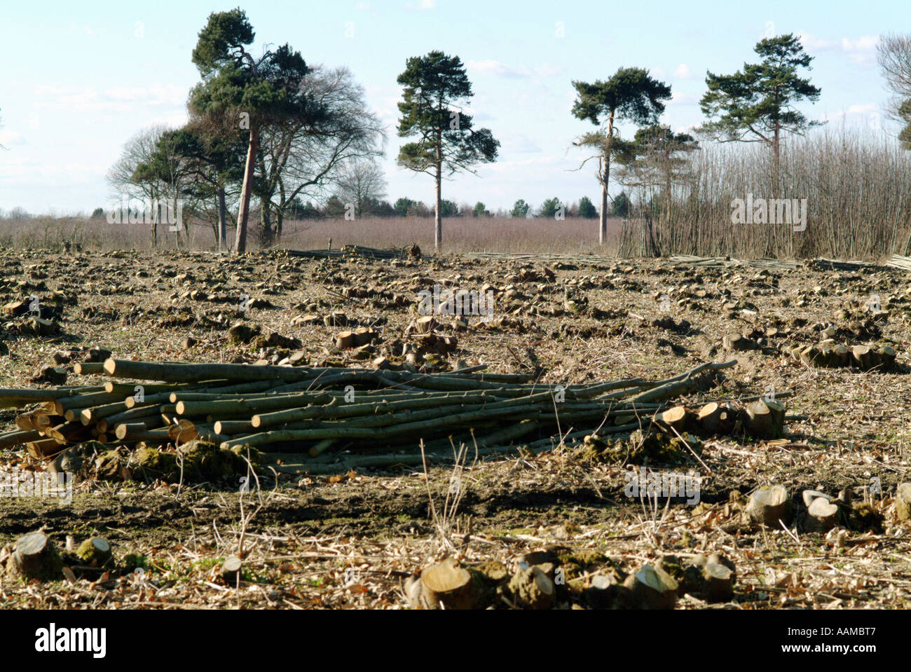 Coppiced wood hi-res stock photography and images - Alamy