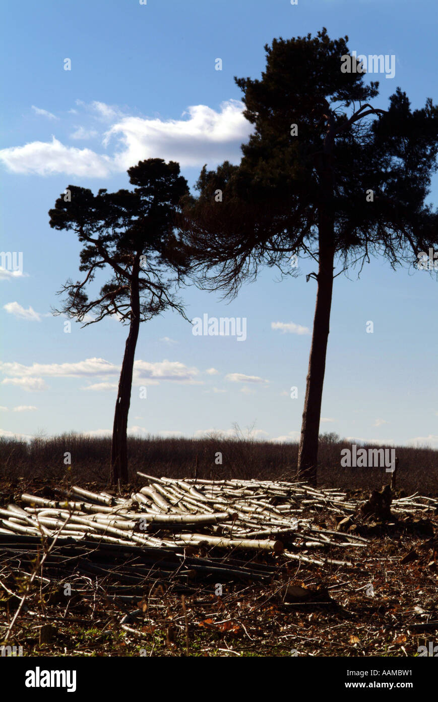 Coppiced wood hi-res stock photography and images - Alamy