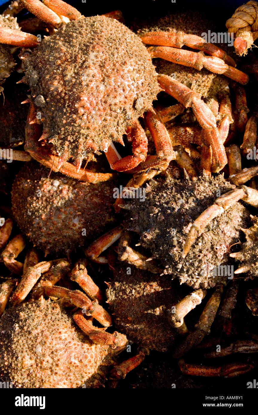 Uncooked spider crab hi-res stock photography and images - Alamy