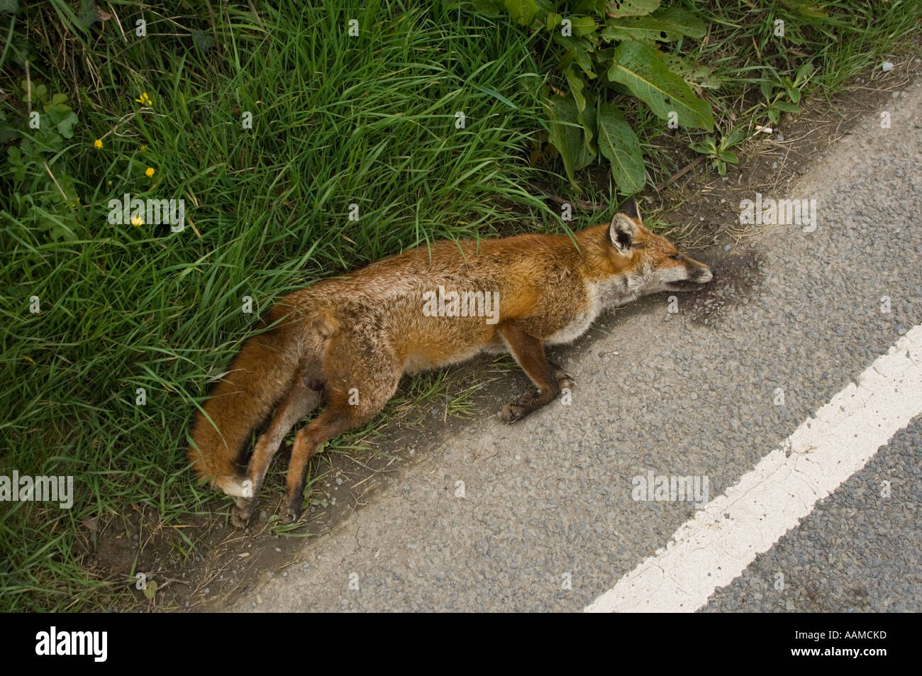 A fox killed by a car at the side of the road Stock Photo - Alamy