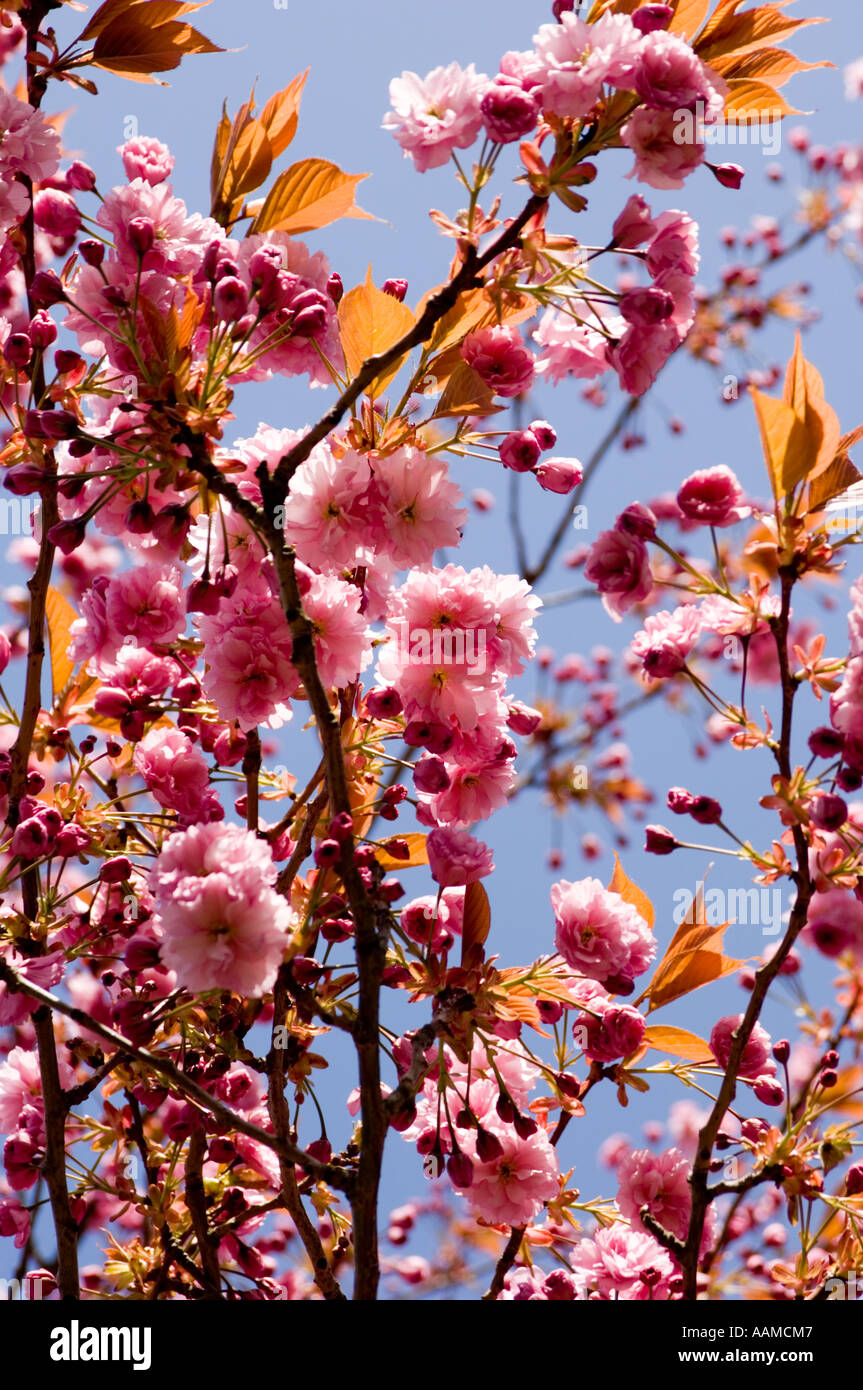 cherry blossom tree in bloom, spring afternoon, UK Stock Photo - Alamy