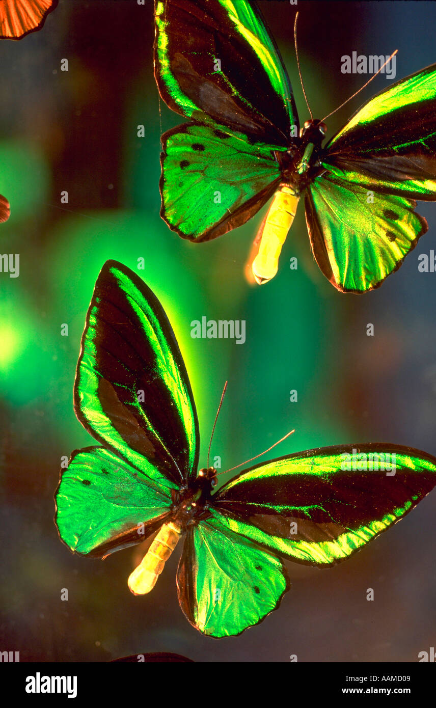 Mounted insects hi-res stock photography and images - Alamy