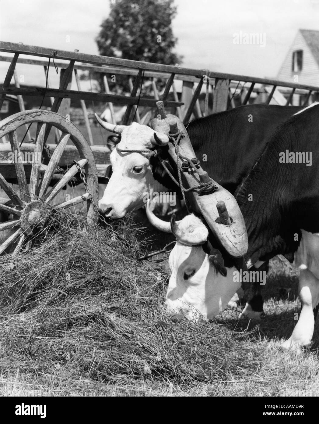 Neck yoke hi-res stock photography and images - Alamy