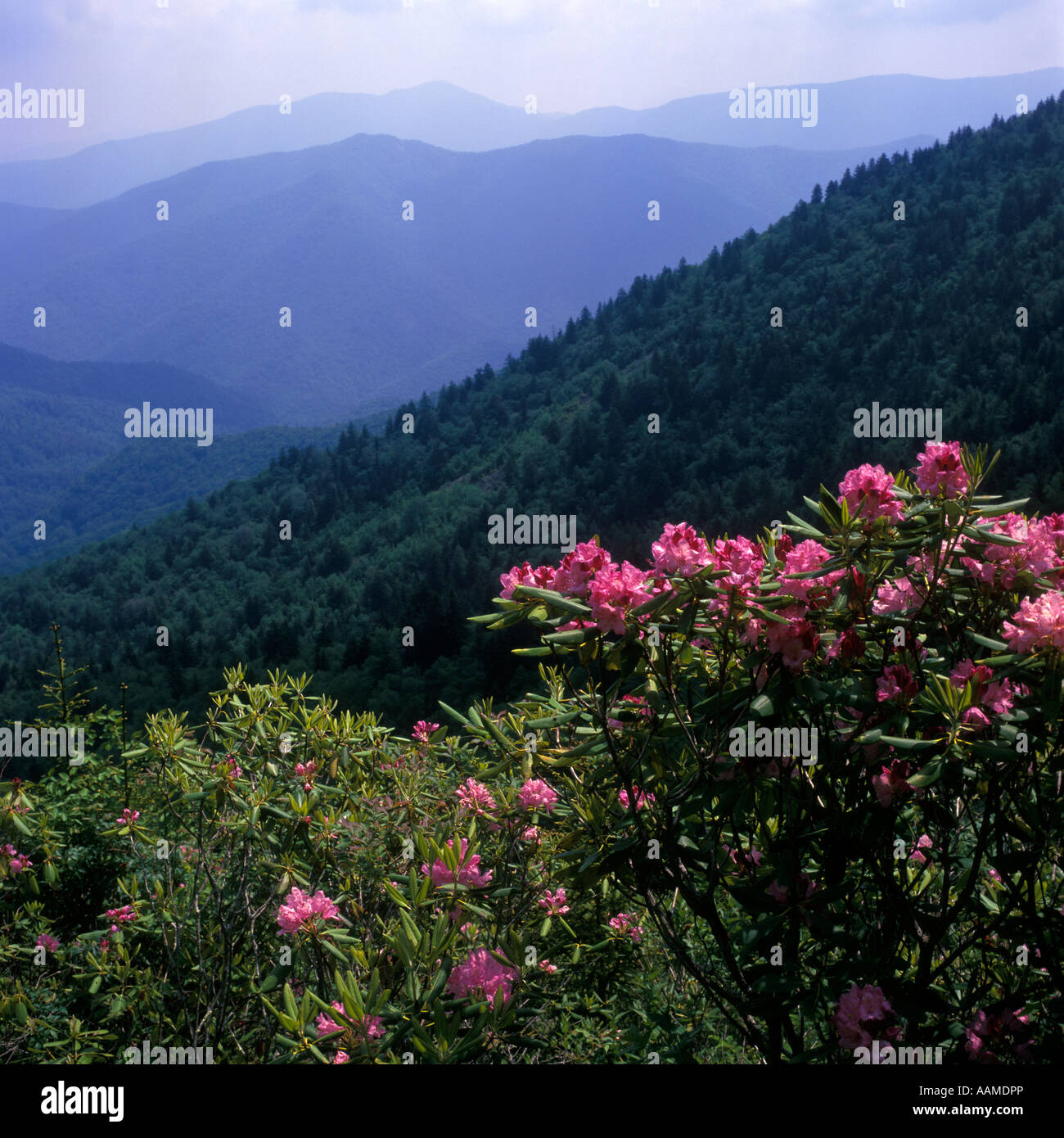 BLUE RIDGE PARKWAY NC SCENIC VIEW OF MOUNTAINS AND RHODODENDRONS IN ...