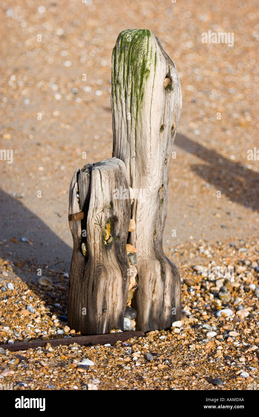Battered and weathered groynes on a shingle beach Stock Photo - Alamy