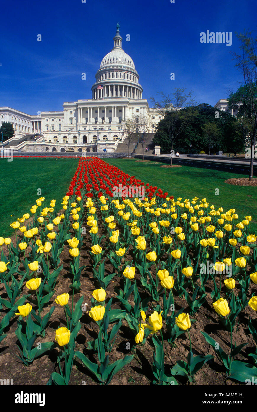 WASHINGTON DC CAPITOL BUILDING IN SPRING WITH TULIPS Stock Photo - Alamy