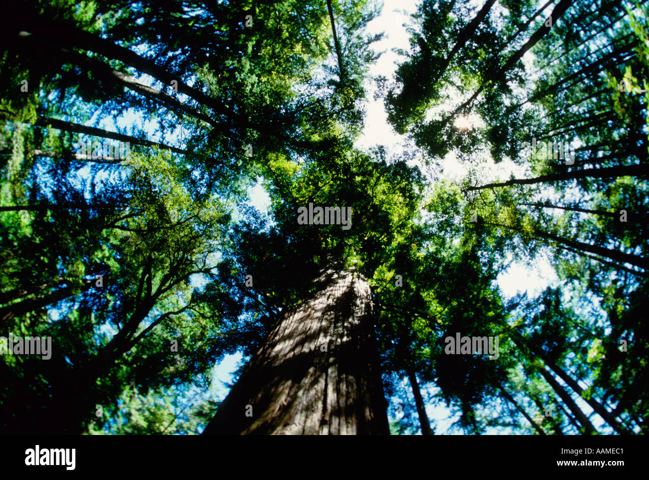 Redwood trees in Northern California USA Stock Photo - Alamy