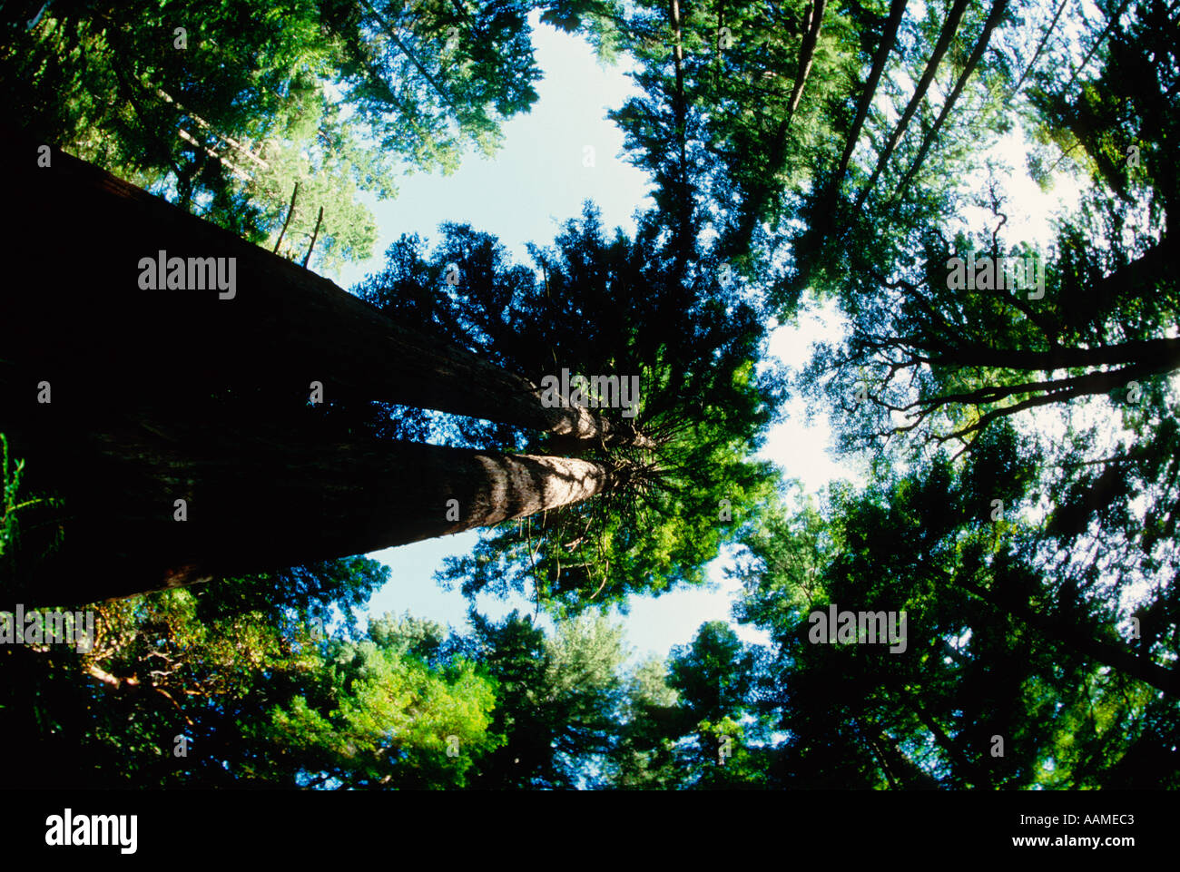 Redwood trees in Northern California USA Stock Photo - Alamy