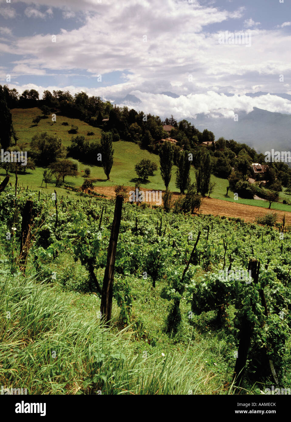 Tronche hi-res stock photography and images - Alamy