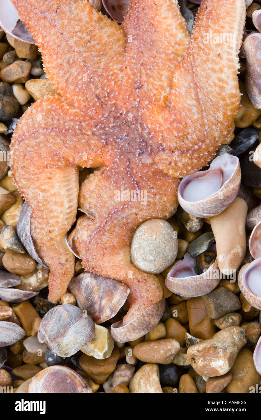Dead starfish washed up on the beach Stock Photo - Alamy