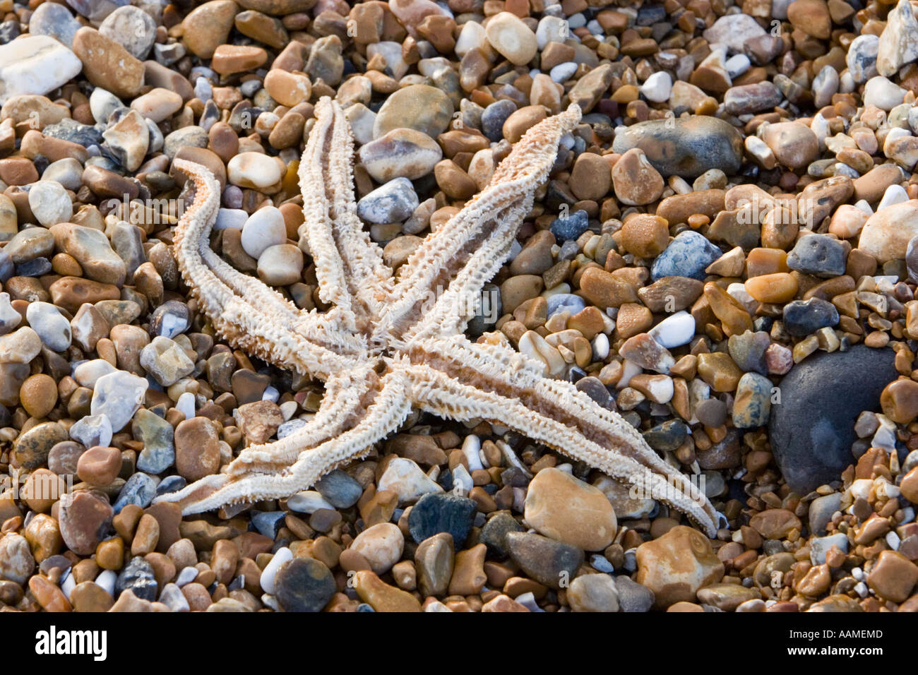 Dead Fish Shingle Beach High Resolution Stock Photography and Images ...