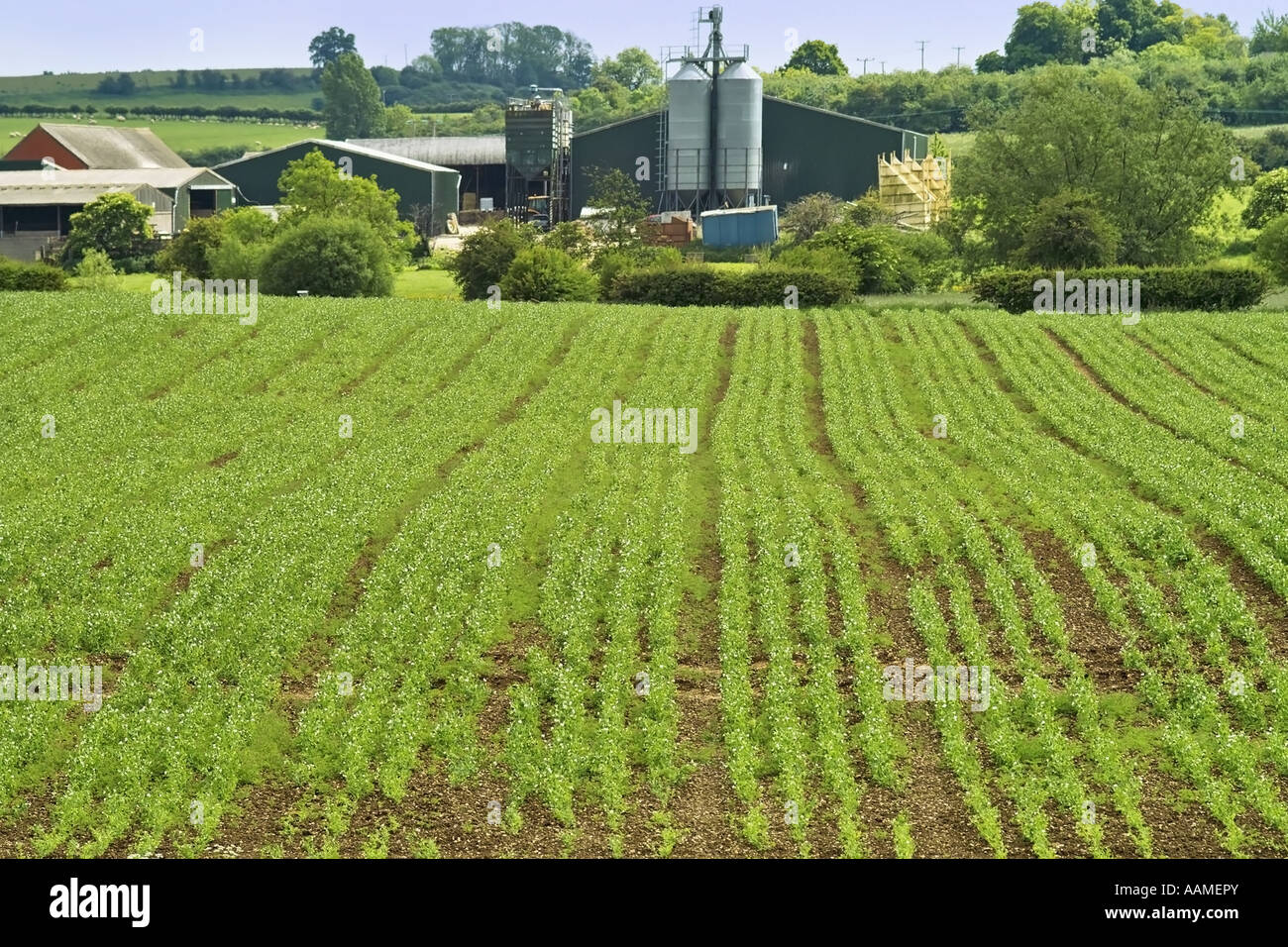 crops in rows farmland field green colour Stock Photo - Alamy