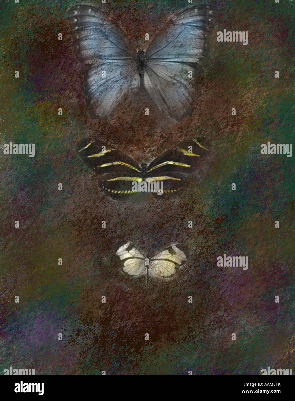 Three butterflies hi-res stock photography and images - Alamy