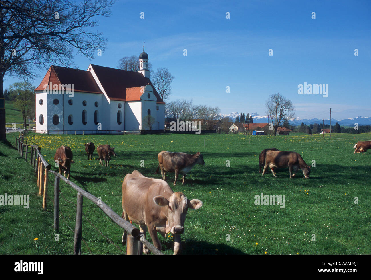 Cows graze near country church in Bavaria Germany Stock Photo - Alamy