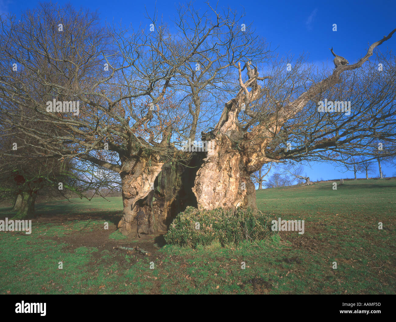 The ancient Queen Elizabeth 1 oak tree Quercus robur near Midhurst ...