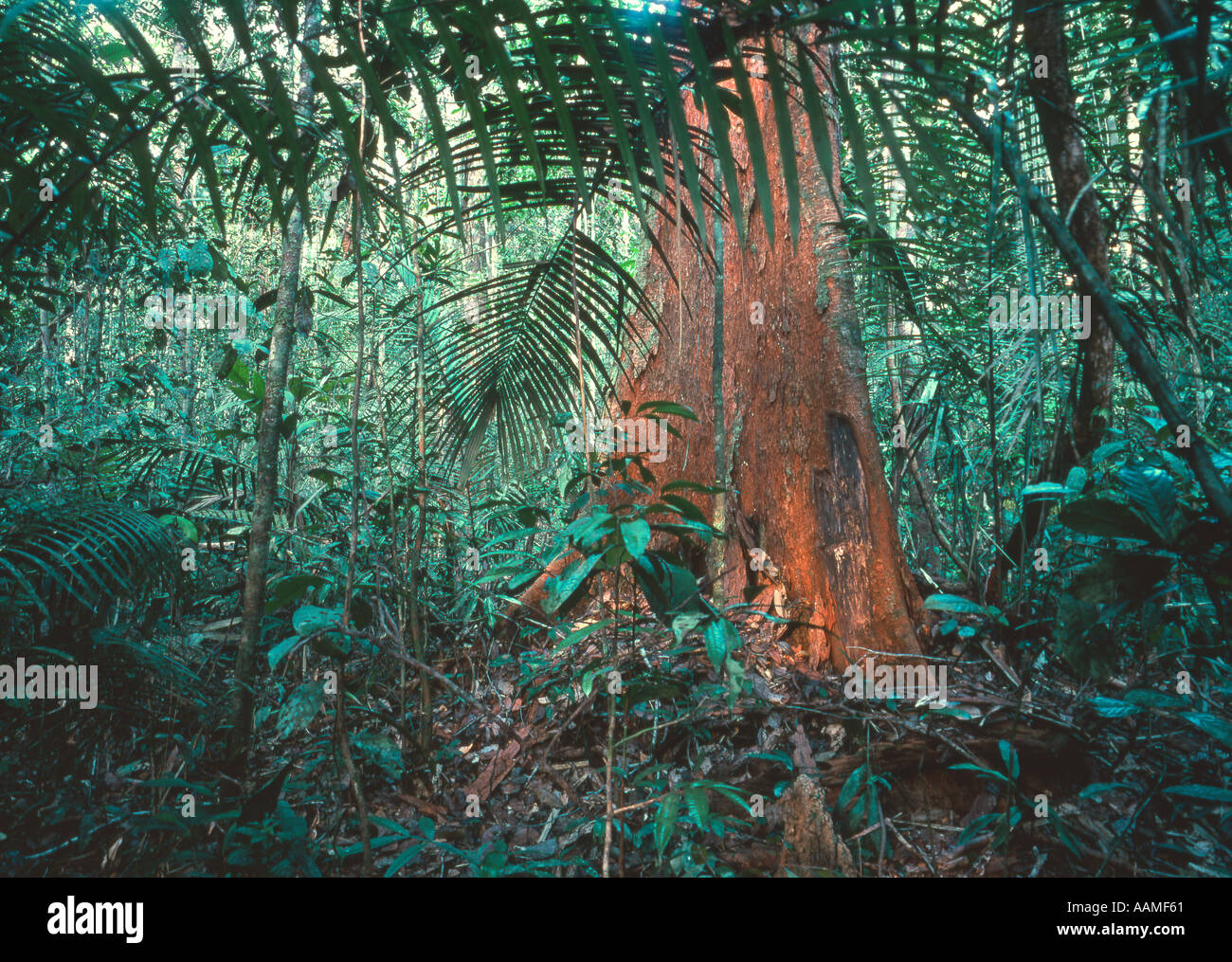 Angelim da Mata Hymenolobium sp tree in Amazon rainforest near Manaus ...