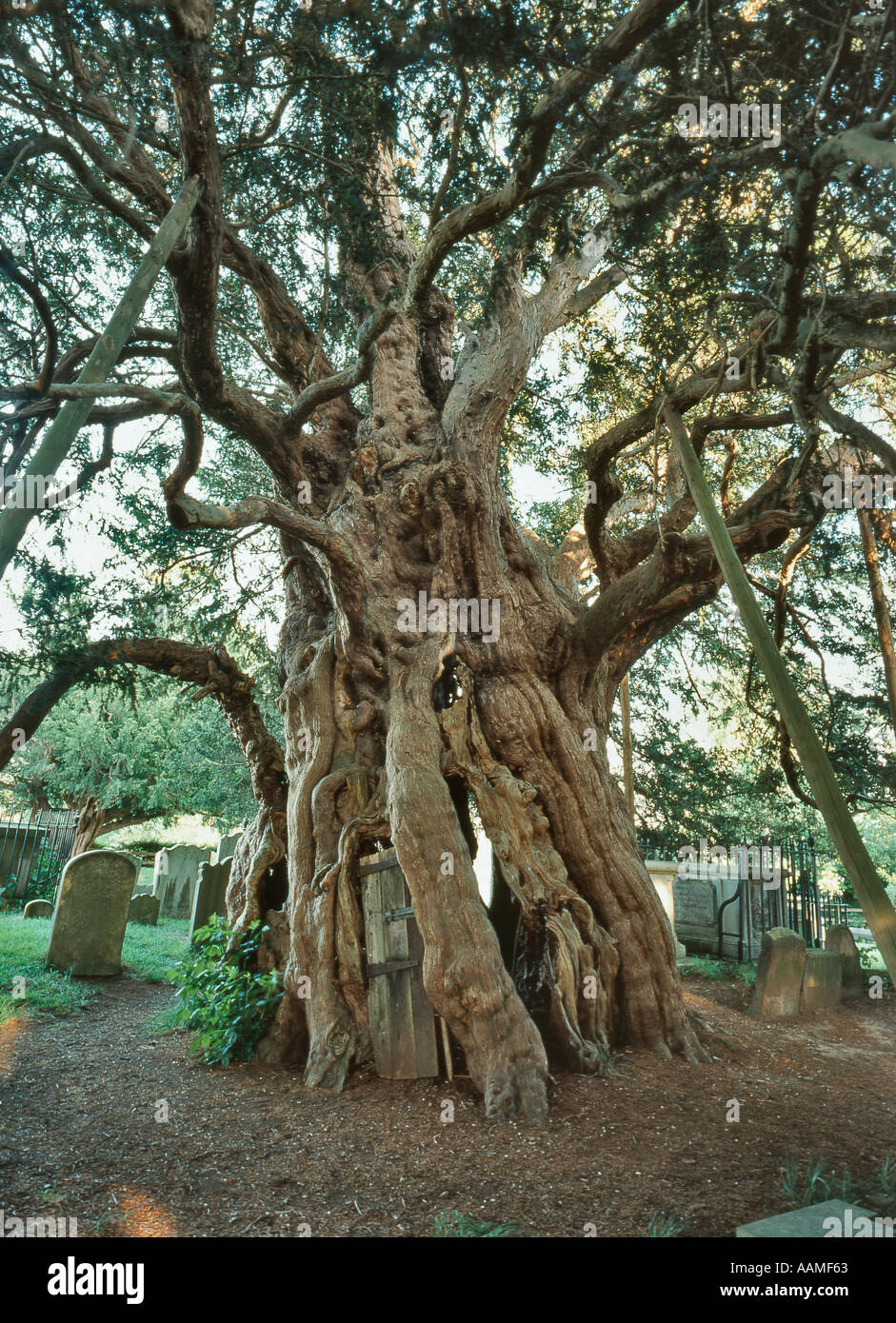 The Crowhurst Yew Taxus baccata approx 4000 years old Crowhurst surrey ...