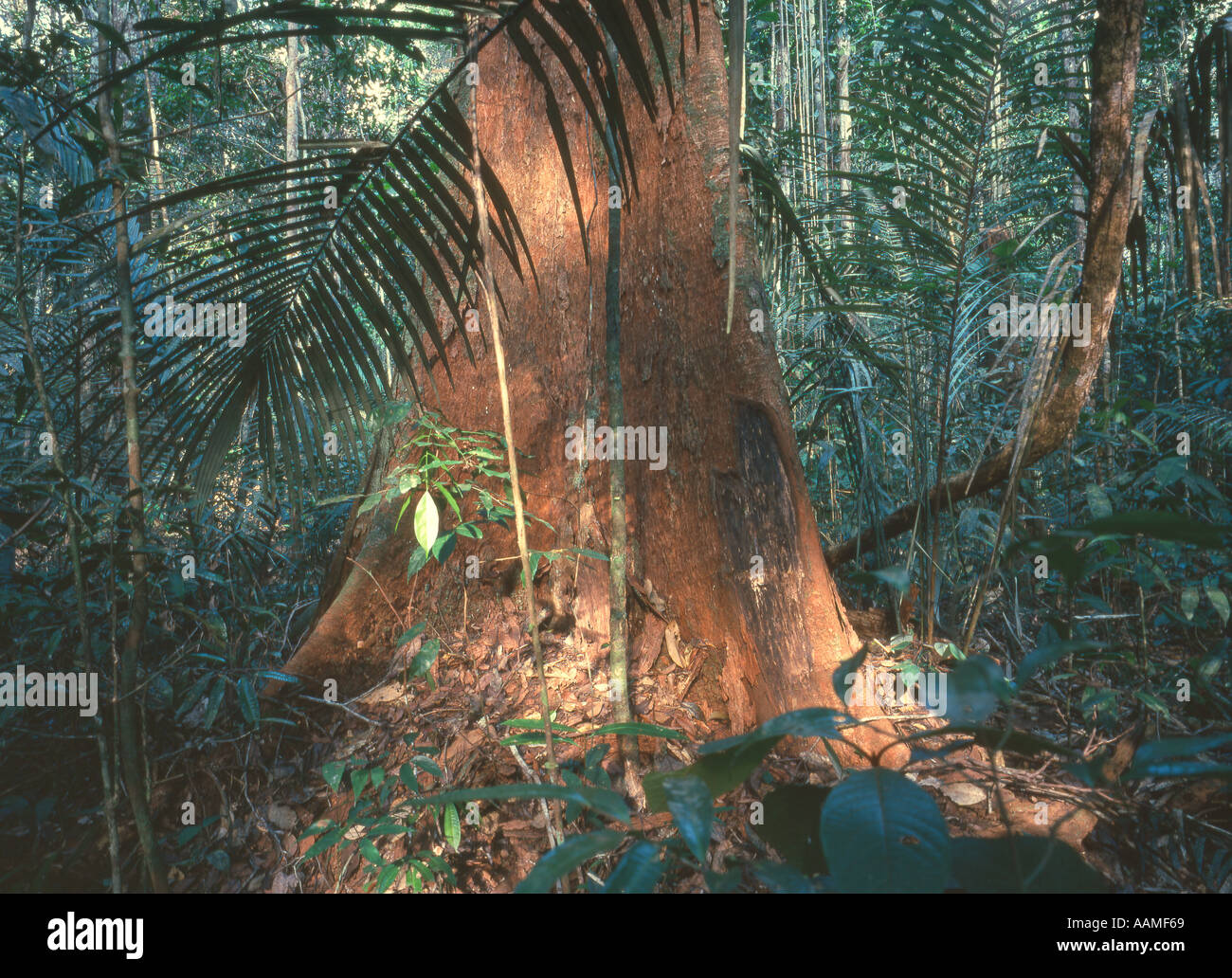 Angelim da Mata Hymenolobium sp tree in Amazon rainforest near Manaus ...