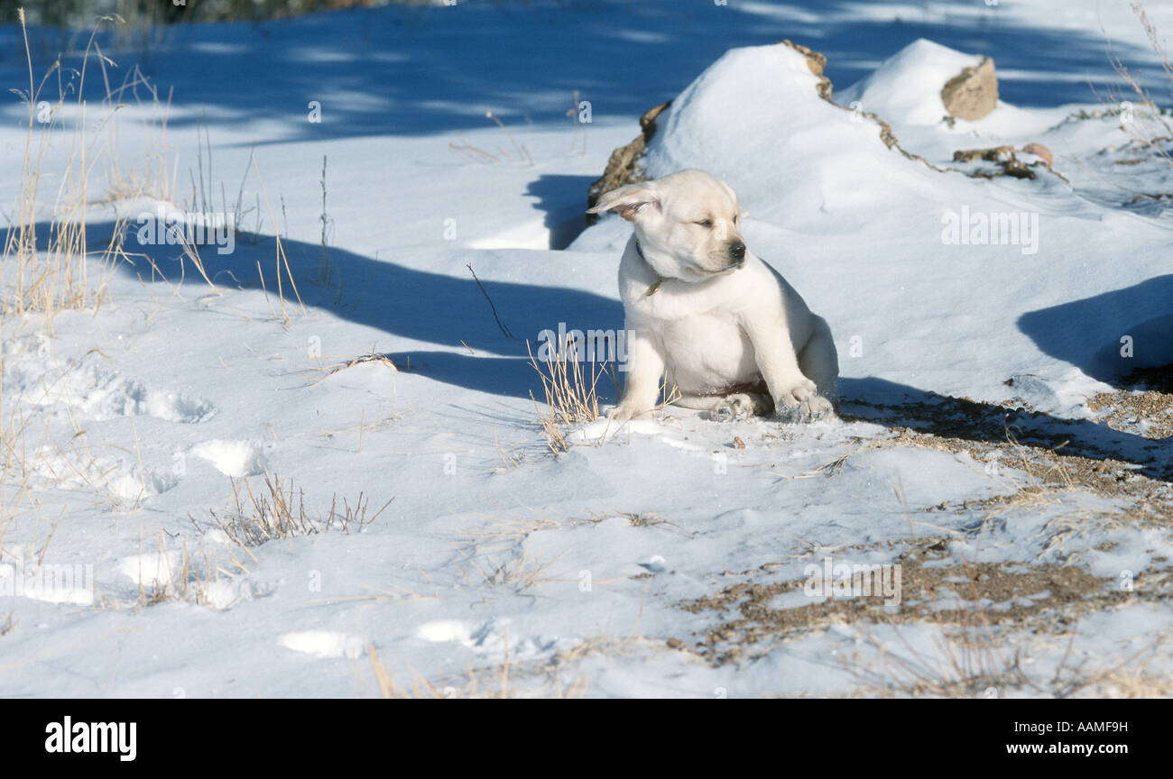Labrador retriever puppy with ear blowing in the wind Stock Photo - Alamy