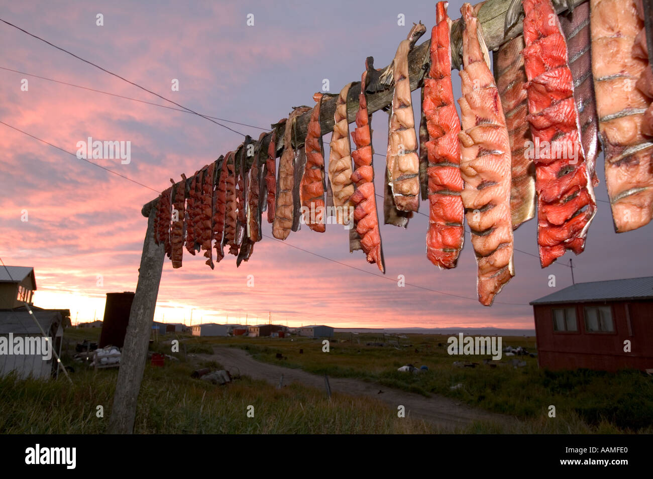 Salmon drying on the Eskimo island community of Shishmaref Alaska that ...