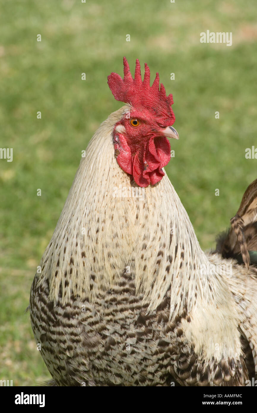 Free Range Farm Rooster Barred Rock Stock Photo - Alamy