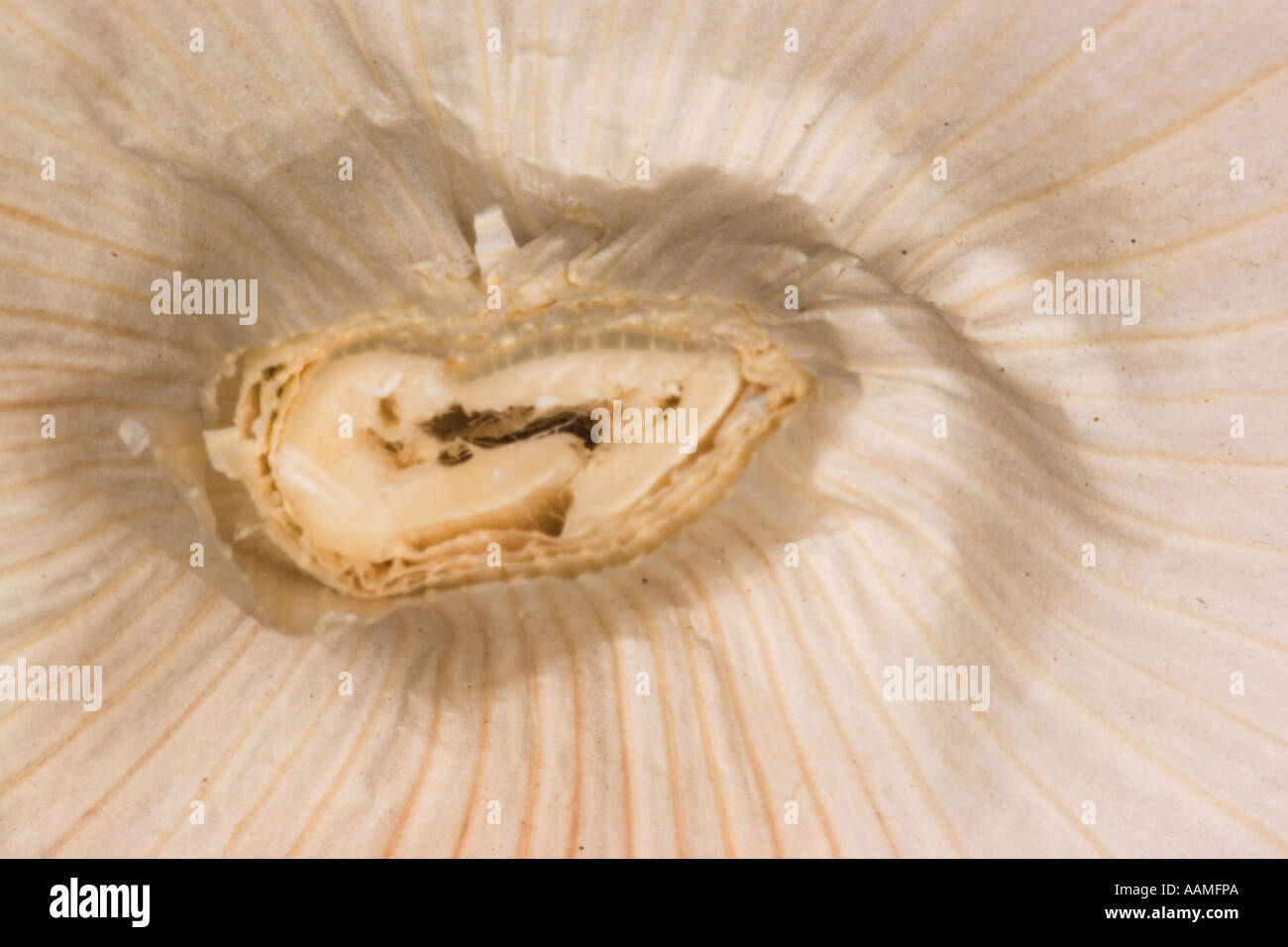 Extreme close up garlic bulb Stock Photo - Alamy