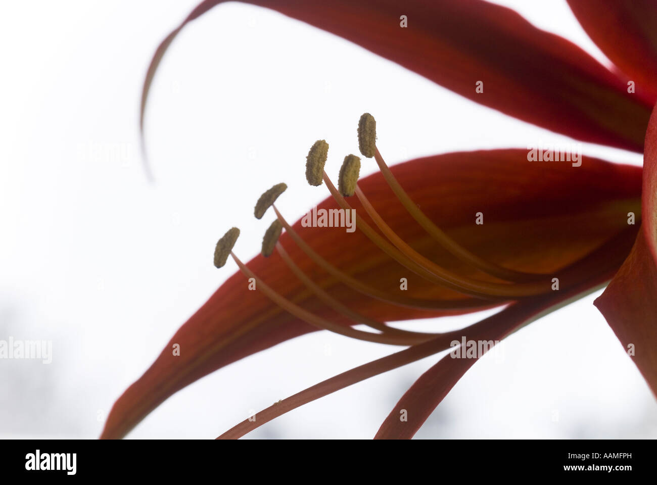Striking amaryllis plant hi-res stock photography and images - Alamy