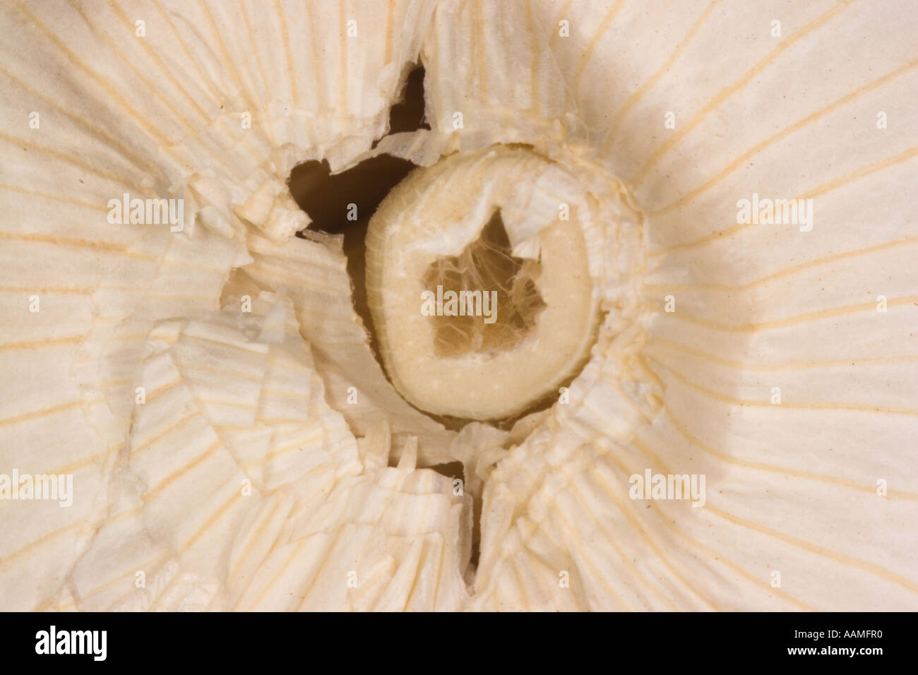 Extreme close up garlic bulb Stock Photo - Alamy