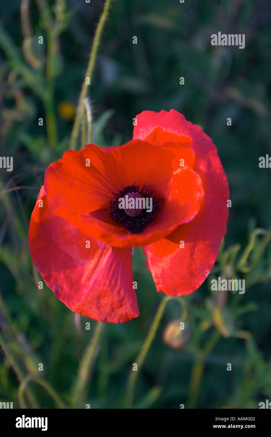 corn poppy or field poppy Stock Photo - Alamy