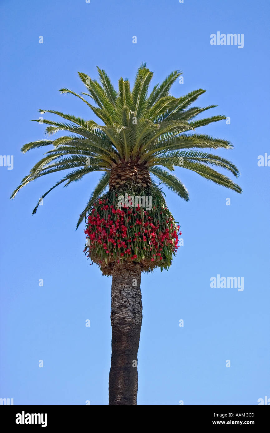 Palm Tree in Bloom Stock Photo - Alamy
