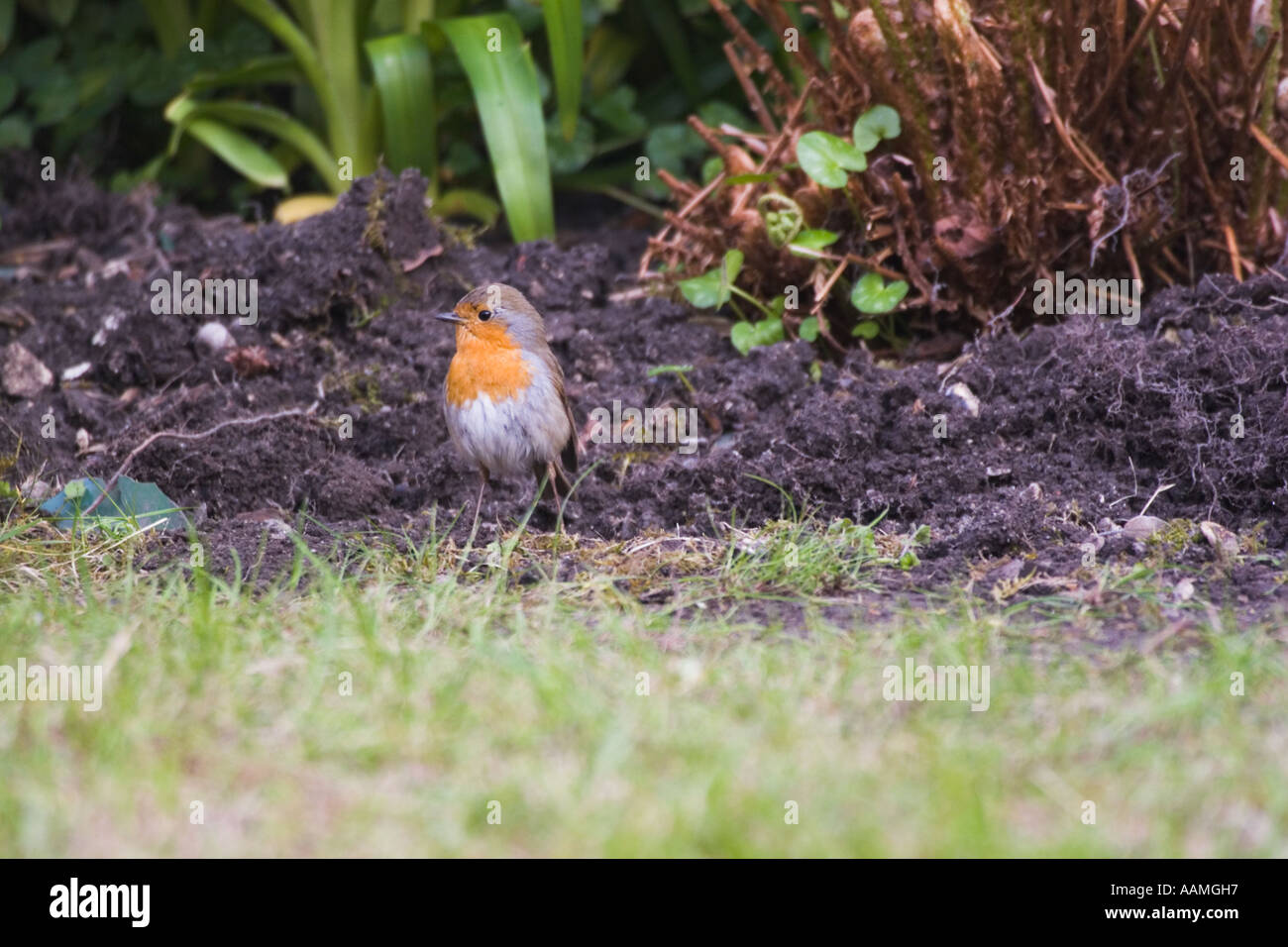 Common garden robin Stock Photo - Alamy