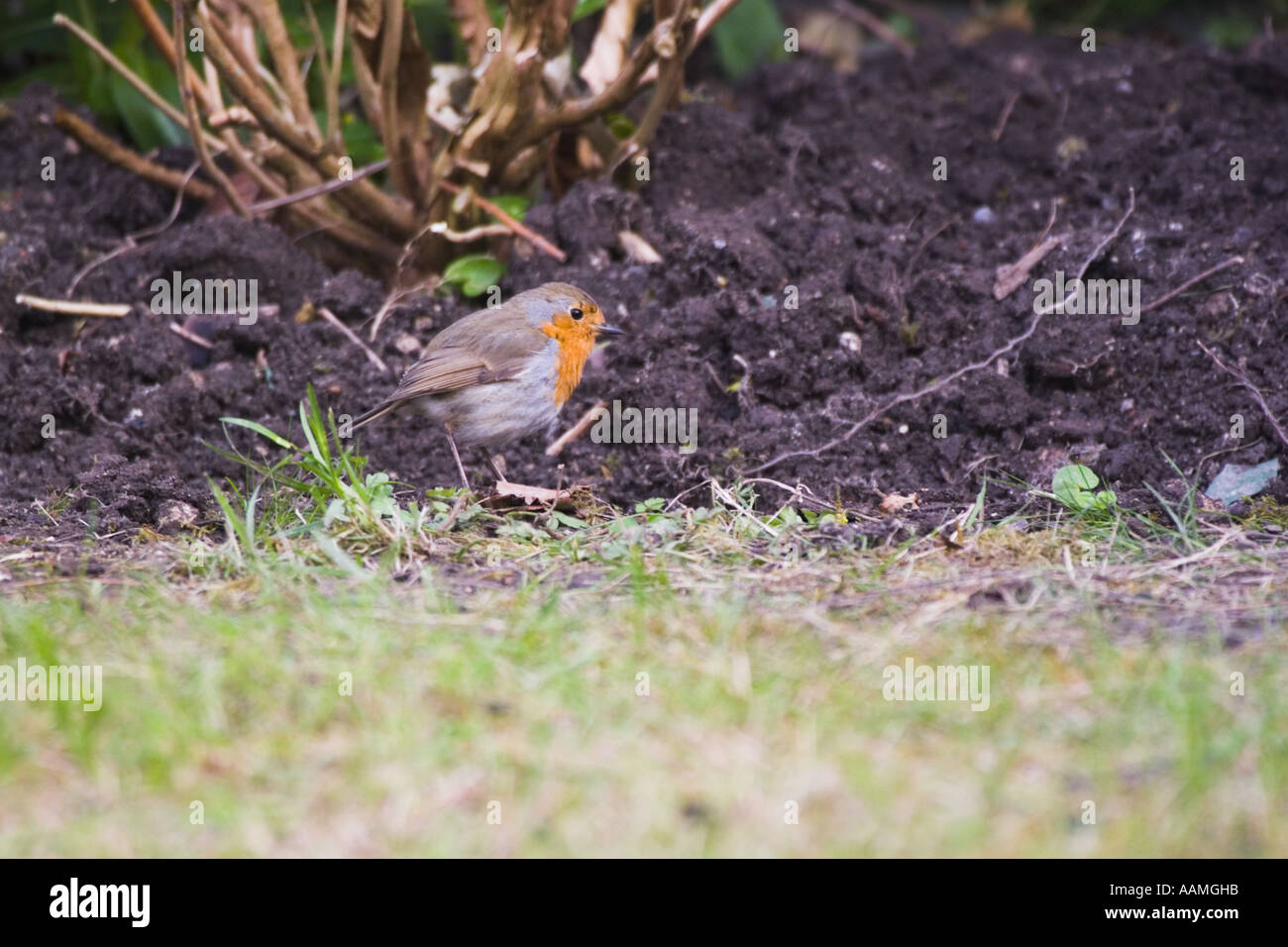 Common garden robin Stock Photo - Alamy