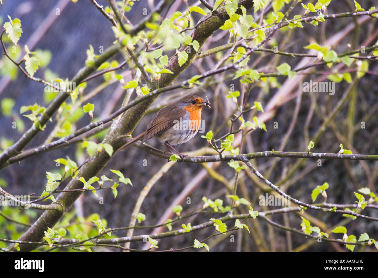 Common garden robin Stock Photo - Alamy