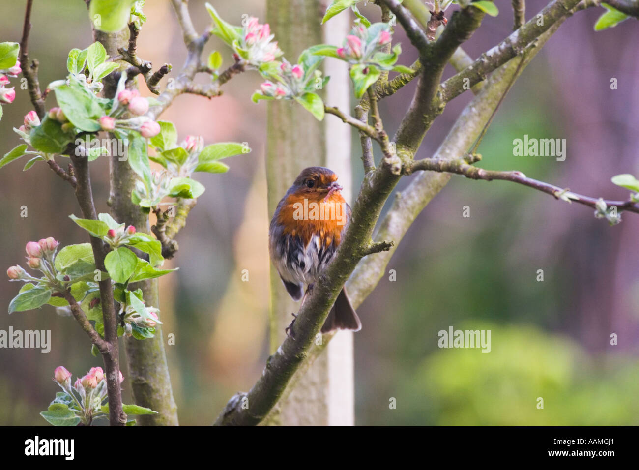 Common garden robin Stock Photo - Alamy