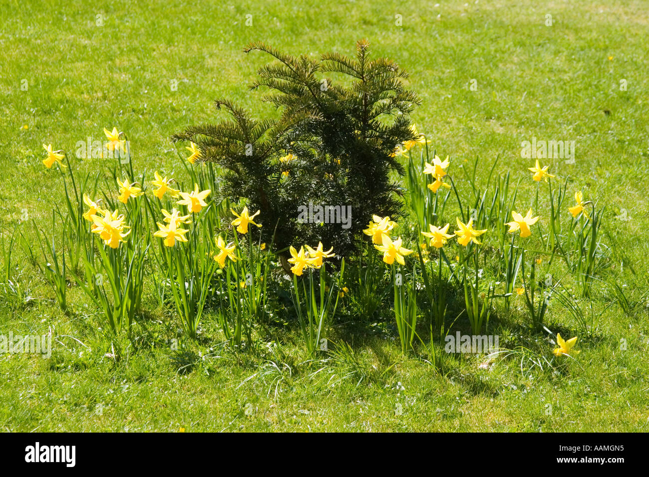 Daffodils in spring sunshine Stock Photo - Alamy