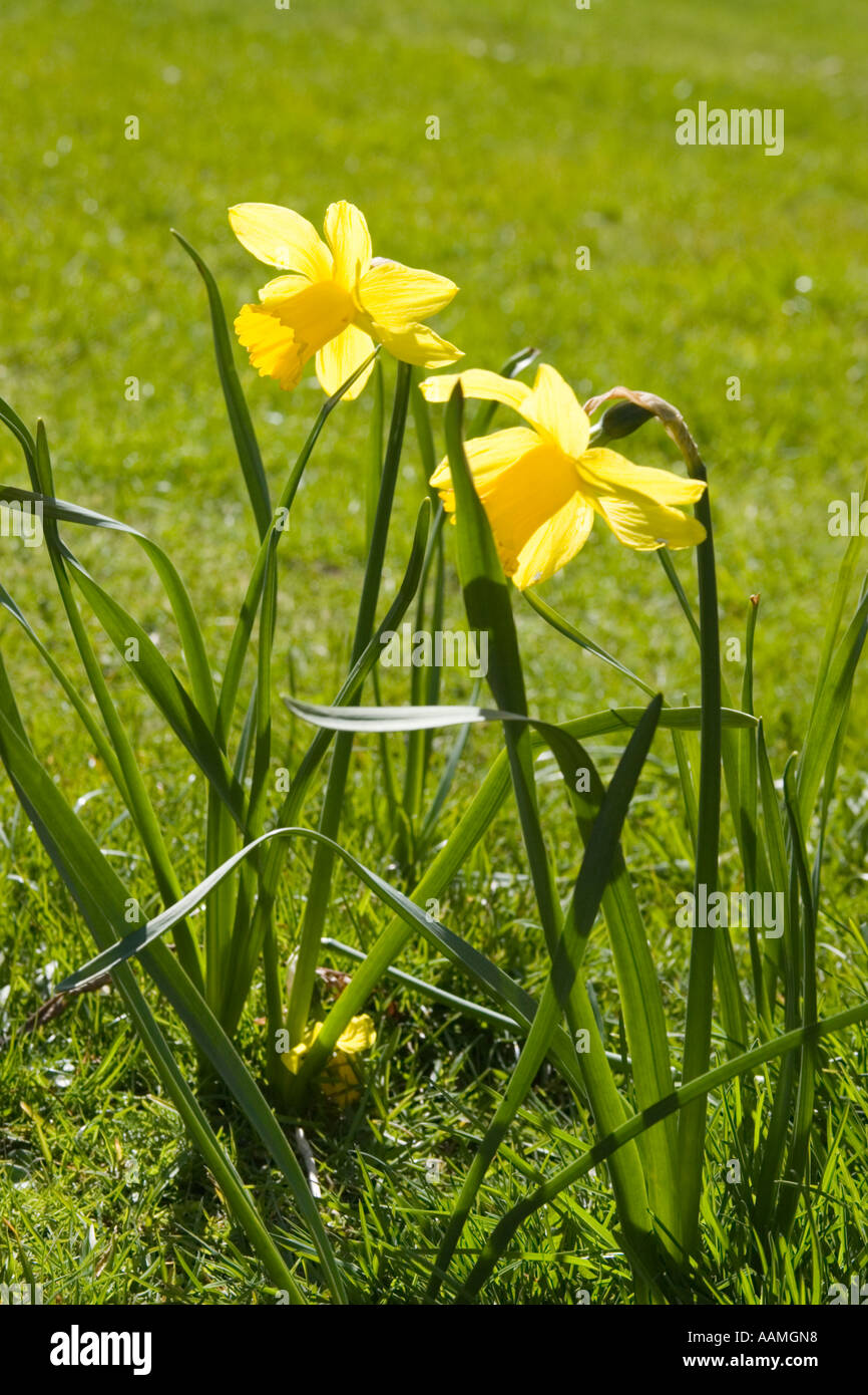 Daffodils in spring sunshine Stock Photo - Alamy