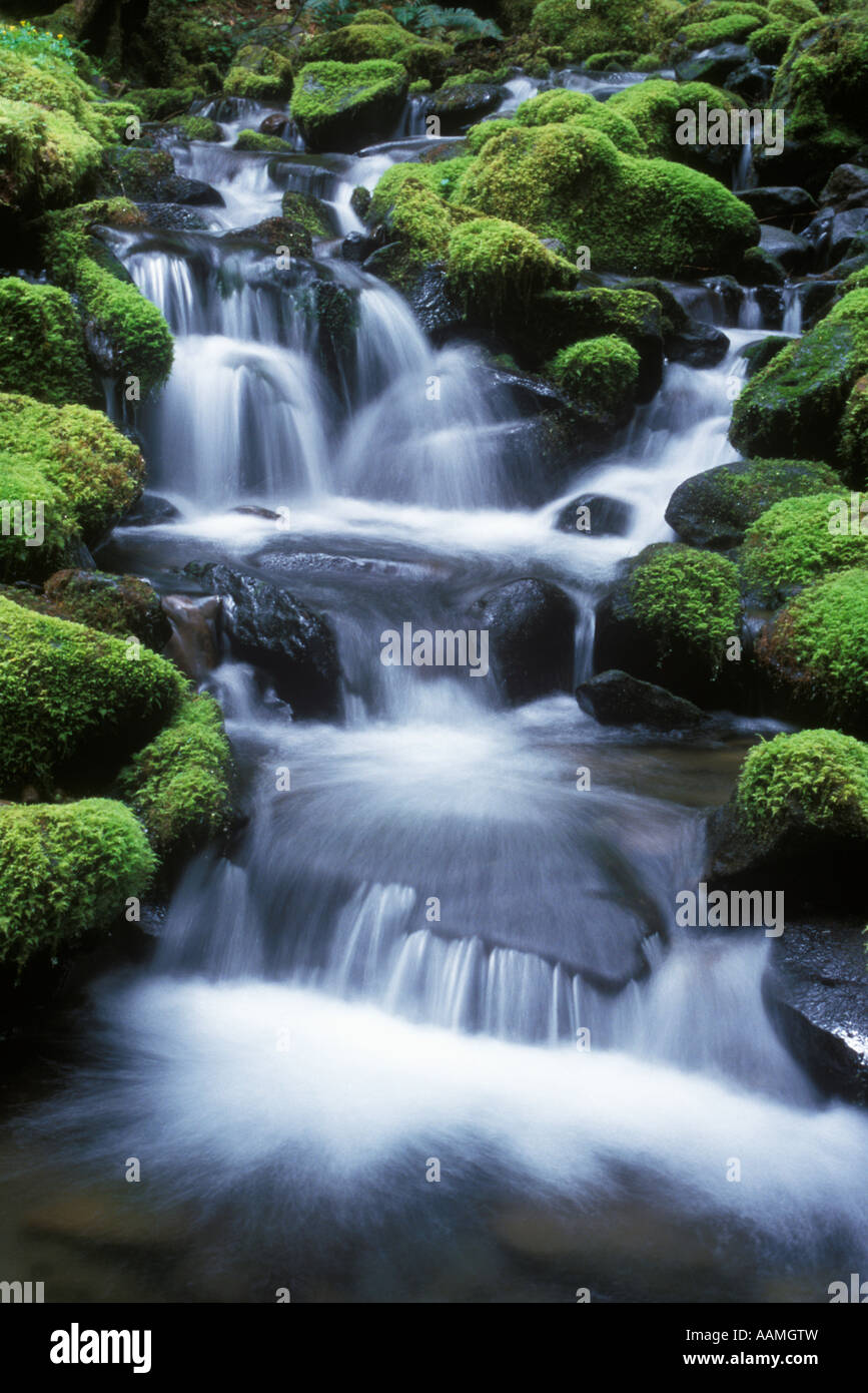 CASCADES WATERFALL OLYMPIC NATIONAL PARK Stock Photo - Alamy
