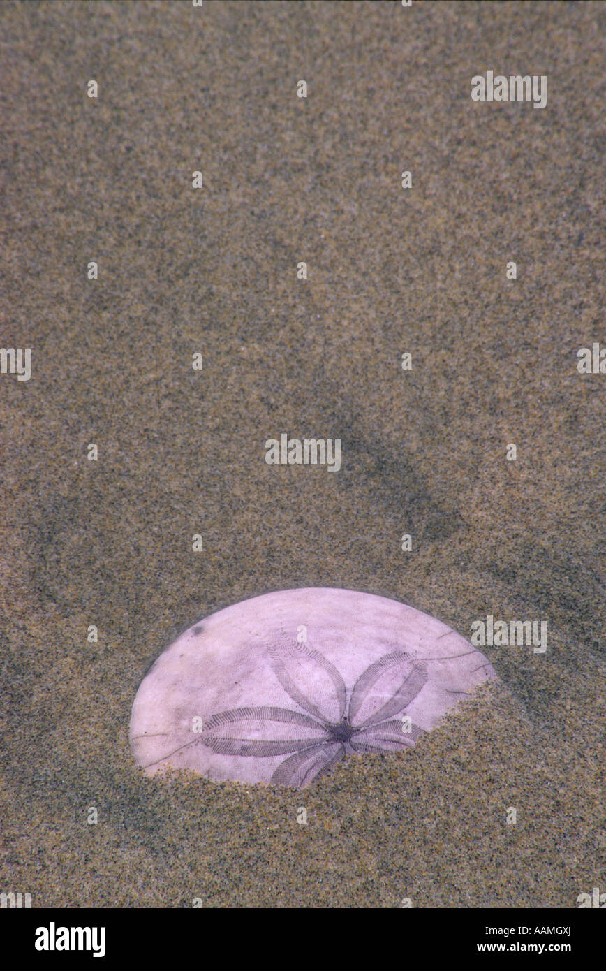 Sand dollar pacific coast hi-res stock photography and images - Alamy