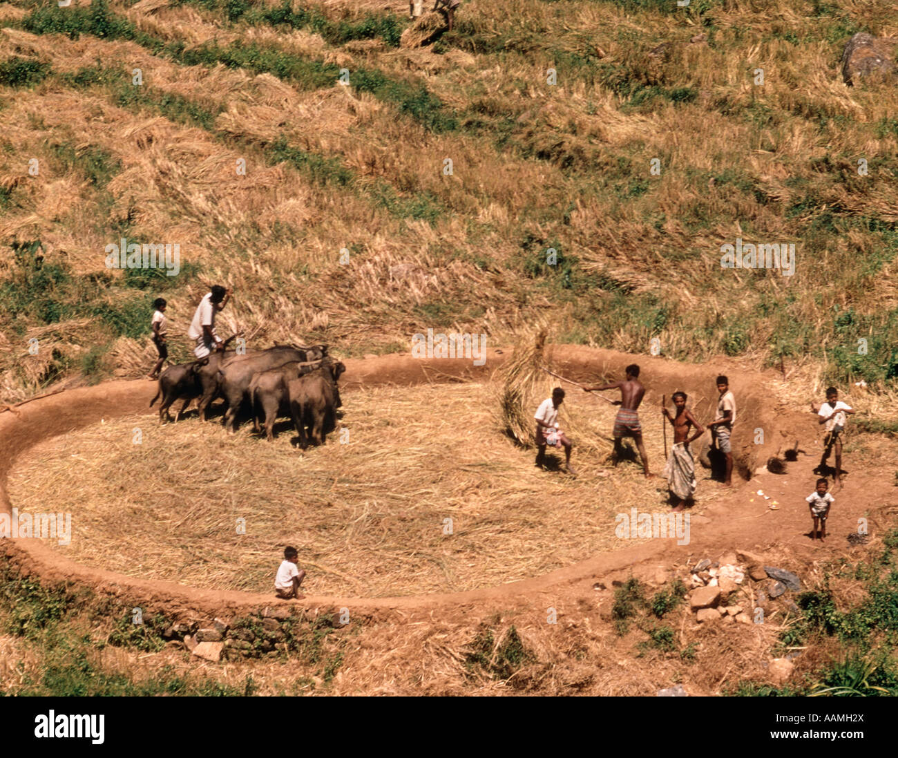 RETRO CEYLON PRIMITIVE RICE THRASHING TRAMPLING ANIMALS Stock Photo - Alamy