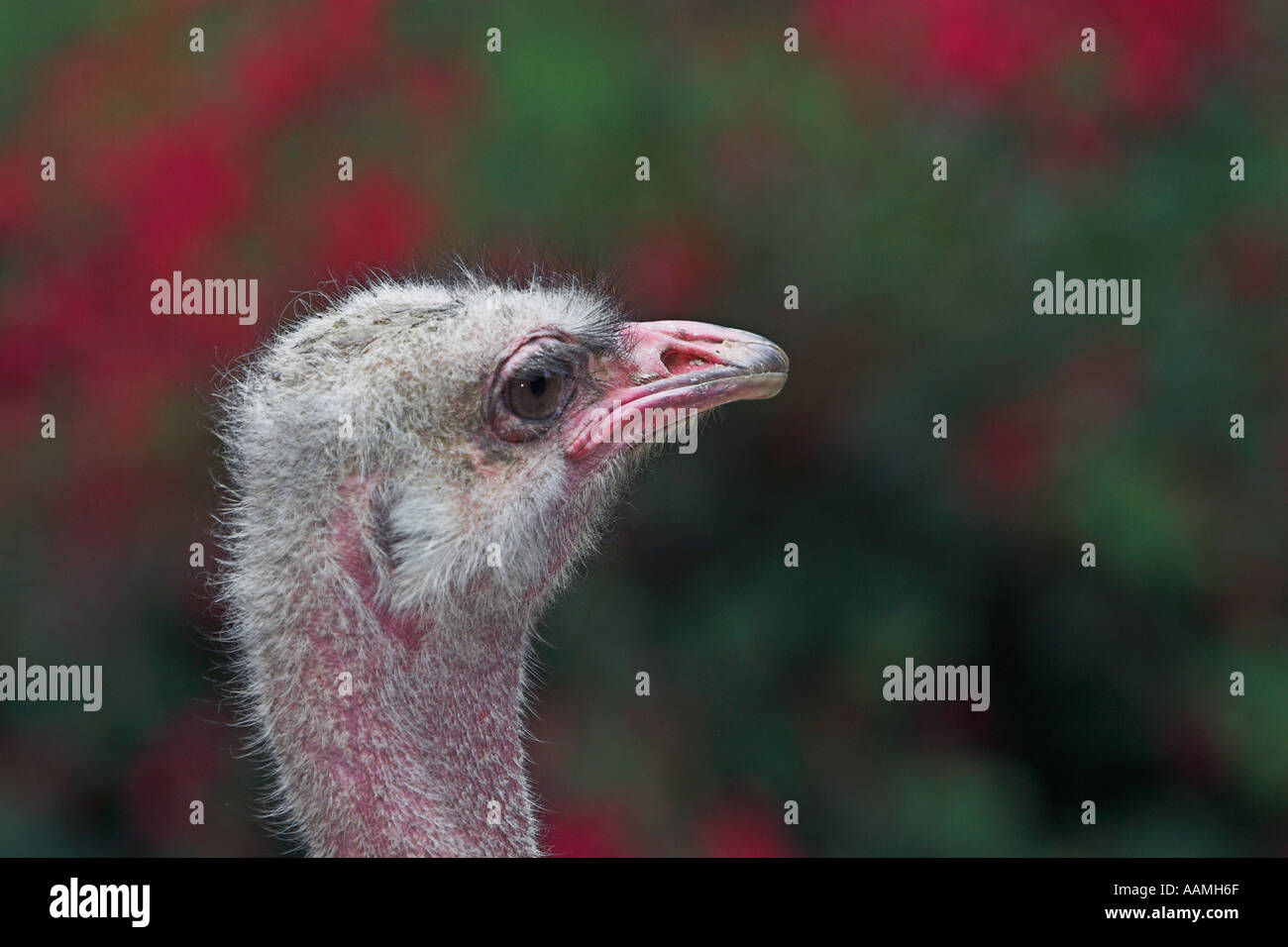 Ostrich kick hi-res stock photography and images - Alamy