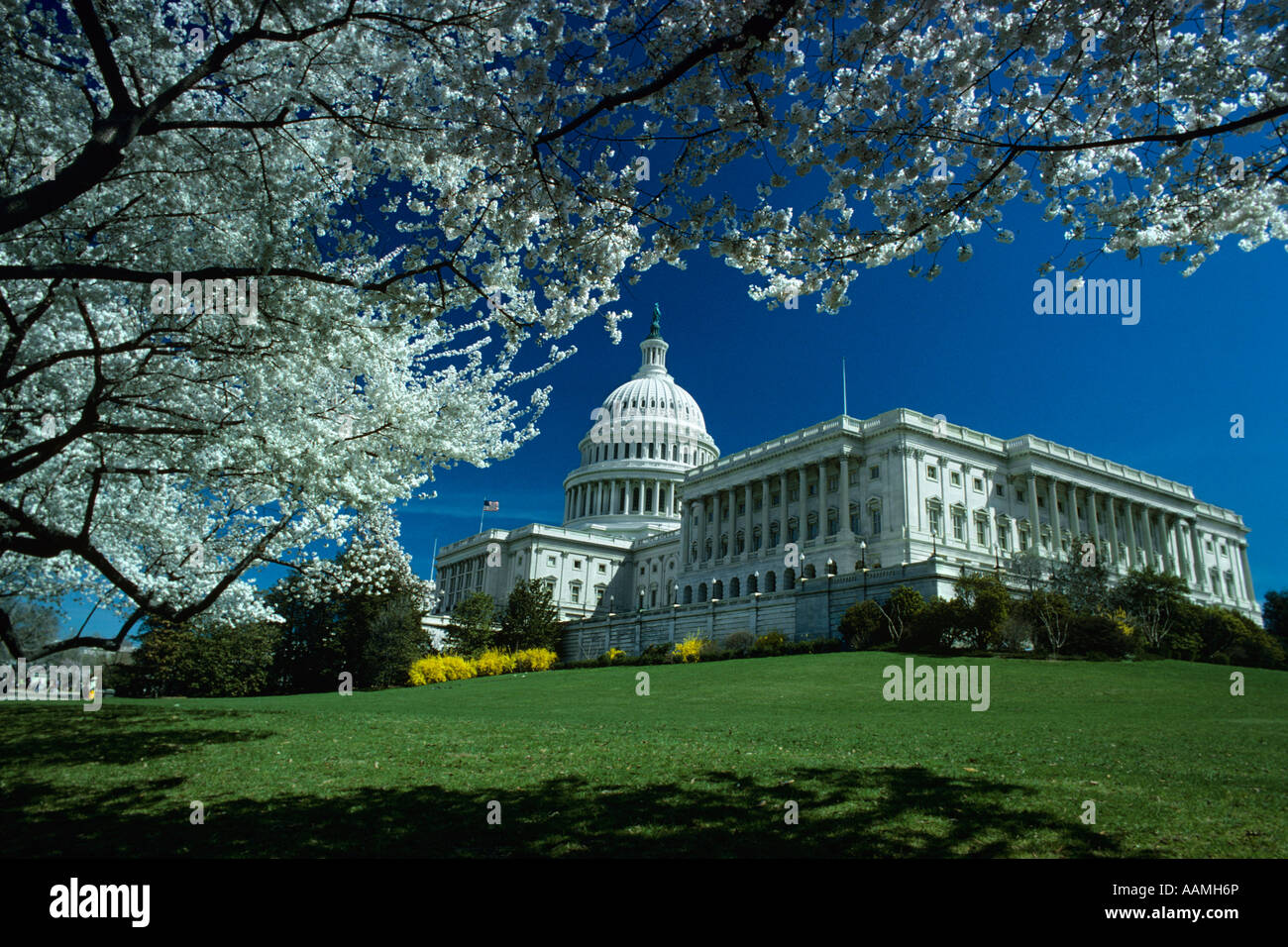 CAPITOL BUILDING - TREE IN FOREGROUND WASHINGTON D.C Stock Photo - Alamy