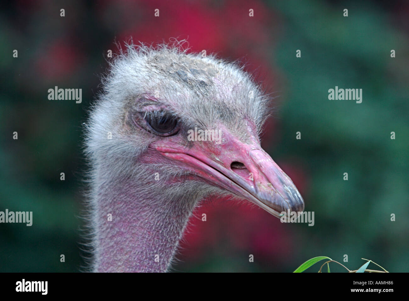Ostrich Struthio camelus Stock Photo - Alamy