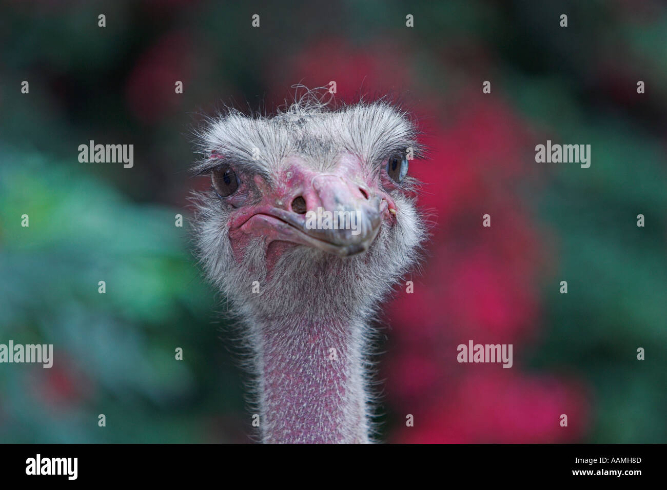 Aves avestruz hi-res stock photography and images - Alamy